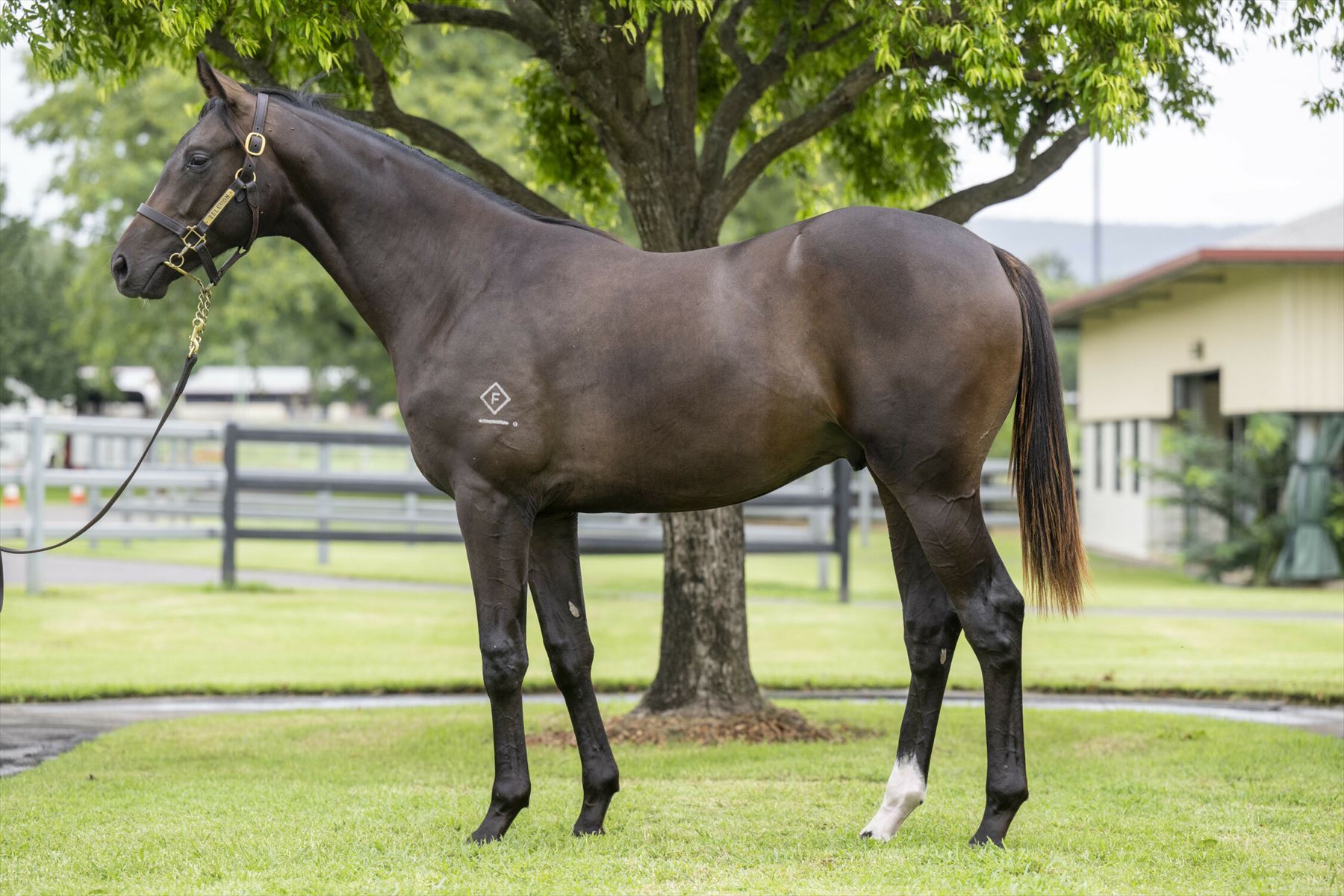 Danny O'Brien Racing - Stable Stars